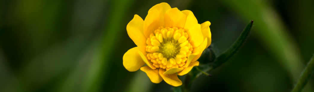 Plant of the Month - California Buttercup