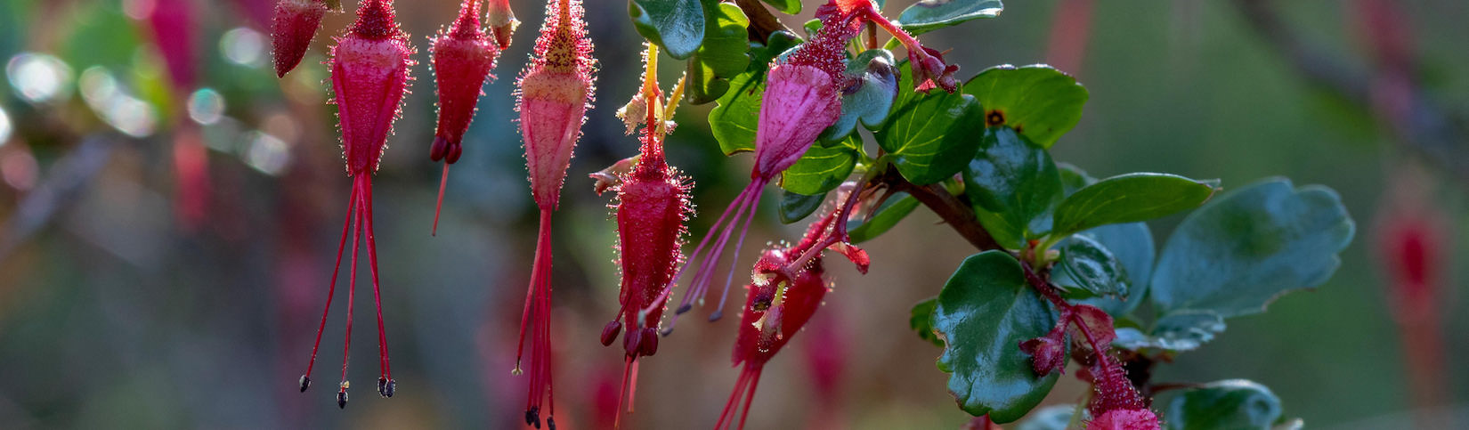 Plant of the Month - Fuchsia-Flowered Gooseberry