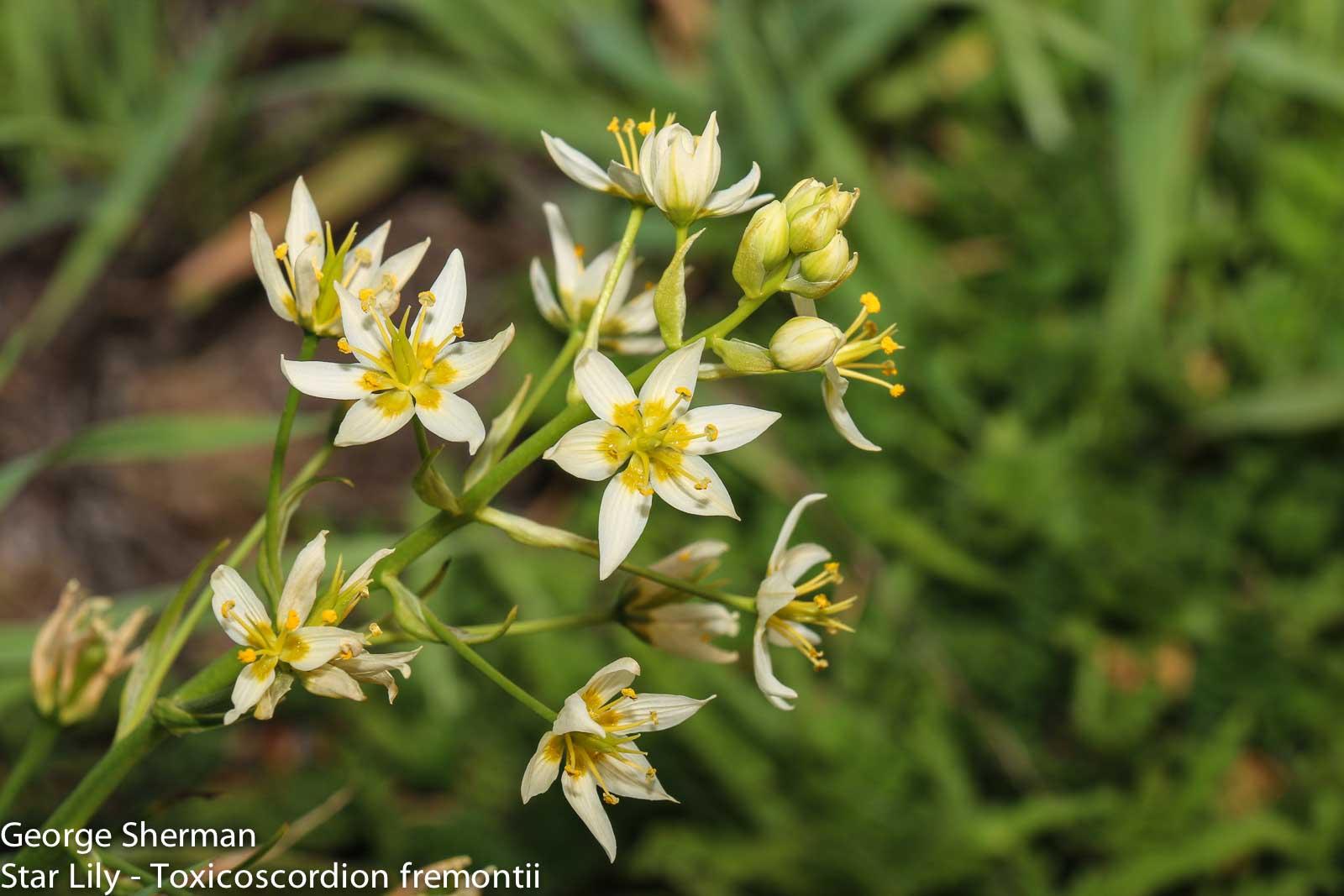 Plant Of The Month Star Lily Plant Of The Month Star Lily
